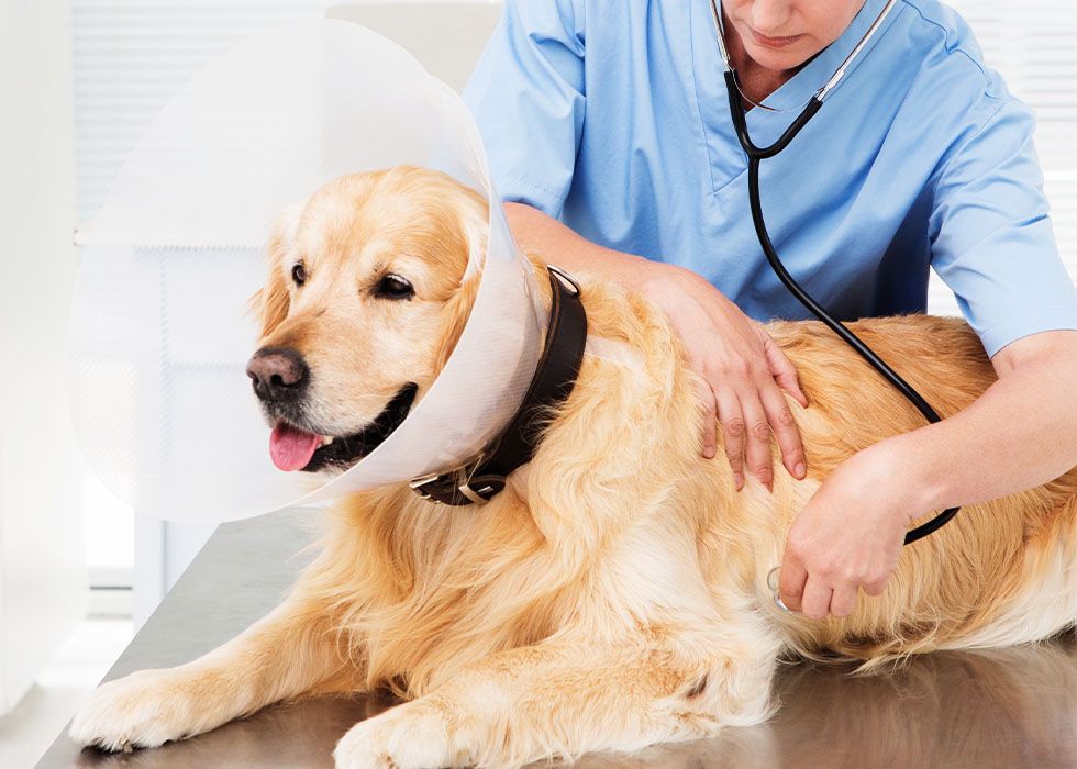 Weston Lakes Animal Hospital
